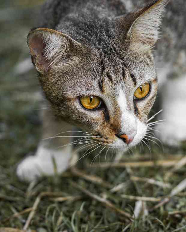 7 Common Jack Russell Problem Behaviors and How to Fix Them - PetHelpful