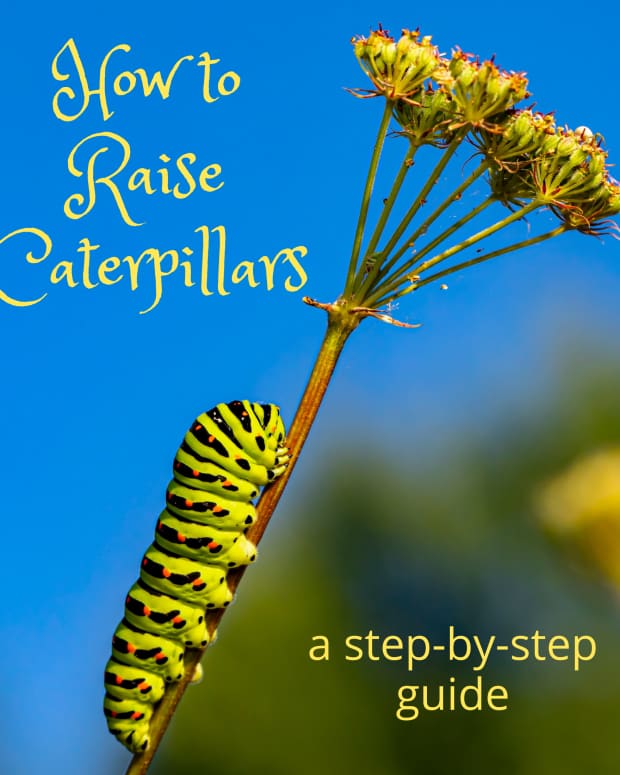 How to Avoid Typos and Improve Your Writing - Owlcation