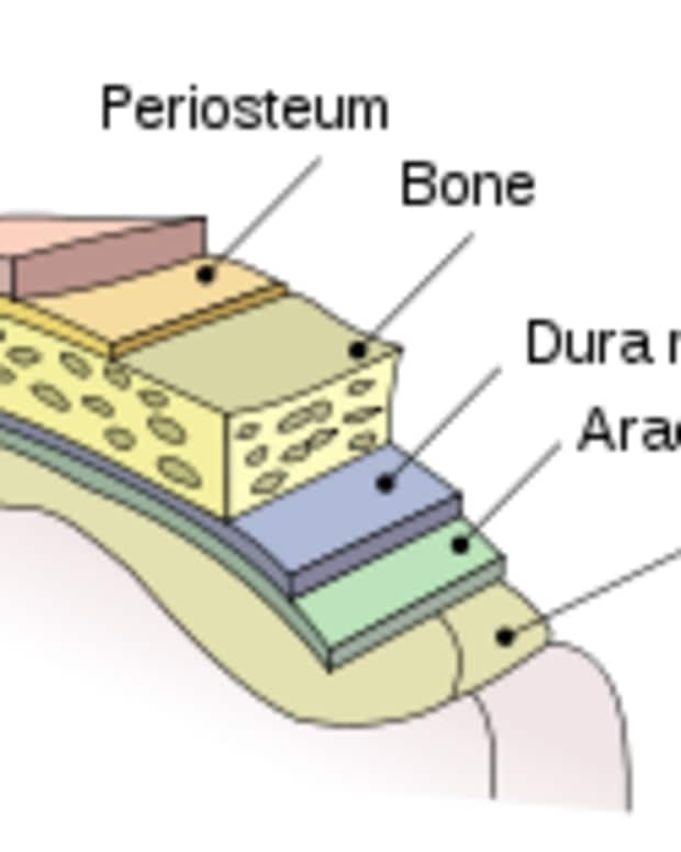 How to Use a Sweep to Get an Armbar in Brazilian Jiu-Jitsu - HubPages