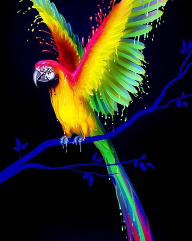 Akbar and his parrot - LetterPile