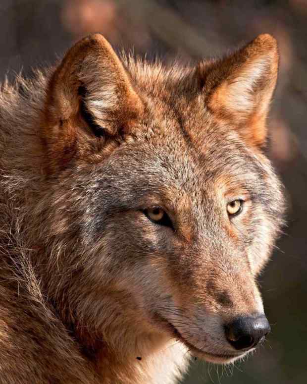 Must Dos at Epcot - HubPages