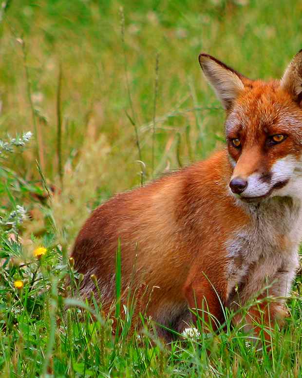 Can Dogs Look Up? How Dog Vision Works - HubPages