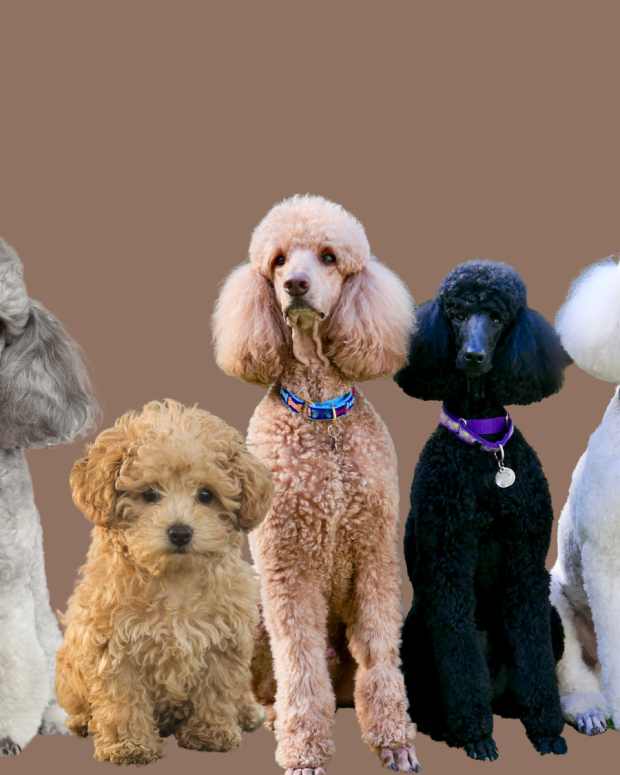 Mud Mermaids Were Allegedly Spotted in Ohio River - HubPages