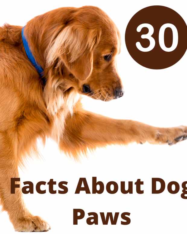 Basic Facts about the Canary Islands - HubPages