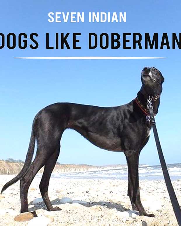 How To Make Fry Bread, Wojapi, and Indian Tacos - HubPages