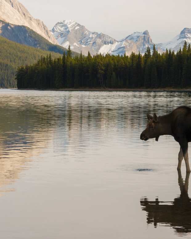 Rare Footage of Moose Galloping at Full Speed Is Truly Incredible ...