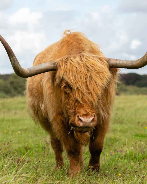 Beautiful Airbnb in British Columbia Comes with Adorable Highland Cows ...