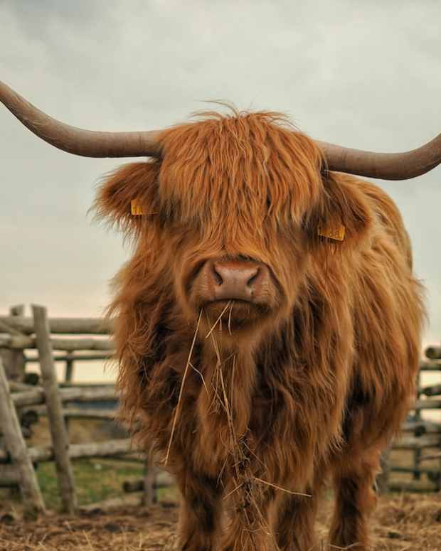 Beautiful Airbnb in British Columbia Comes with Adorable Highland Cows ...