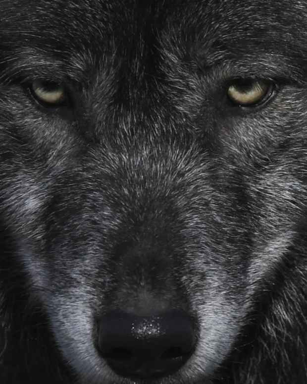 Shadows of Light - LetterPile