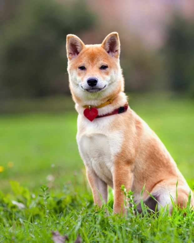 20 Best Rare and Unique Dog Breeds - HubPages