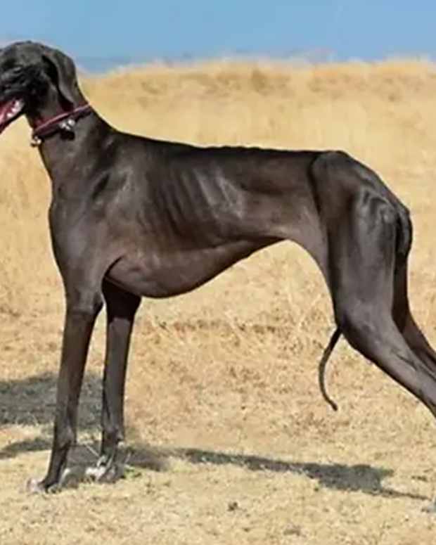 15 Scariest Looking Dog Breeds - HubPages