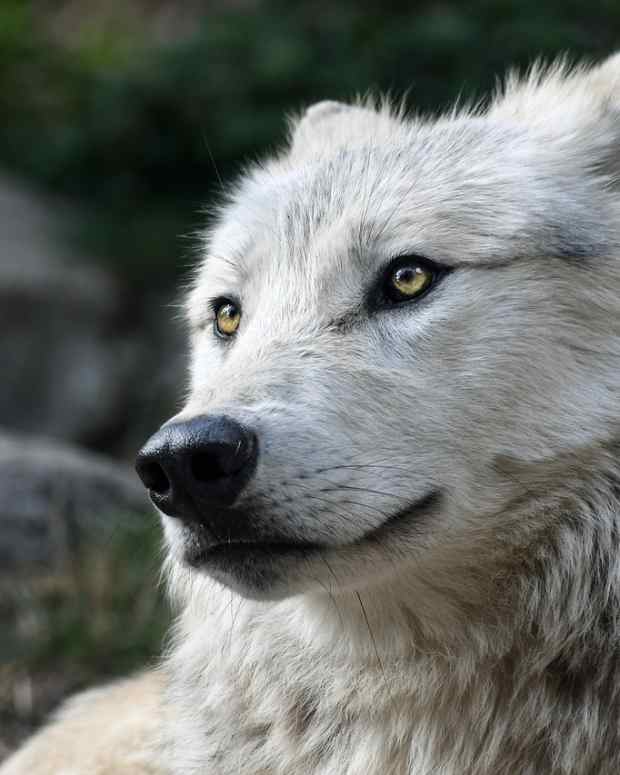 Werewolves In Ireland Are Just Built Different - HubPages