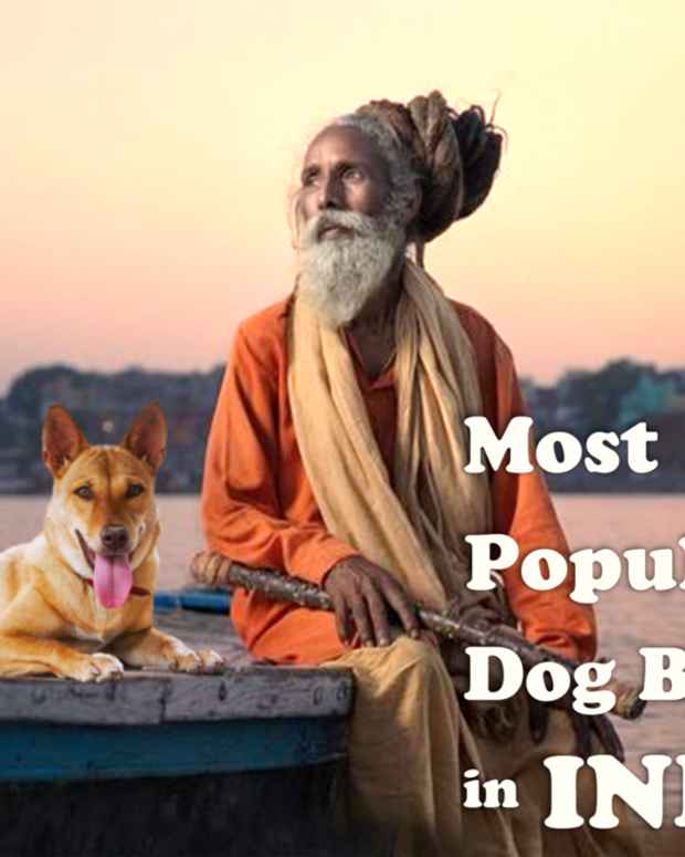 8 Must-Try Traditional Indian Desserts - HubPages