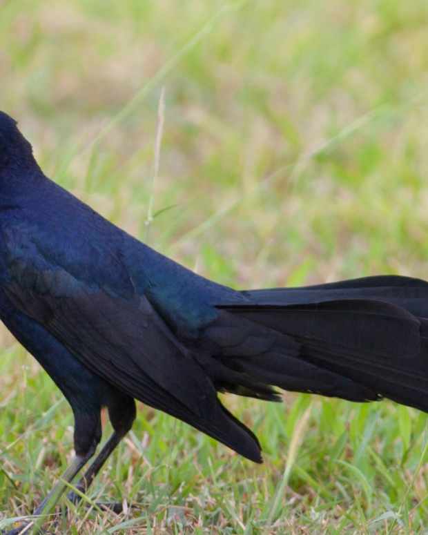 The Truth Behind Viral Video of Louisiana House That Drives People Mad ...