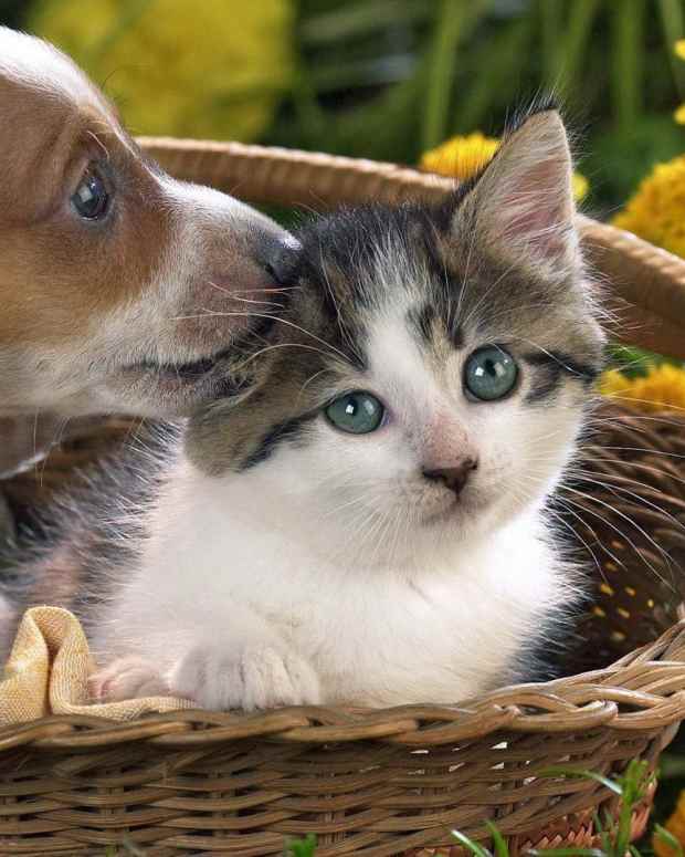 For Years, Oreos Have Been Accused of Carrying Occult Messages - HubPages