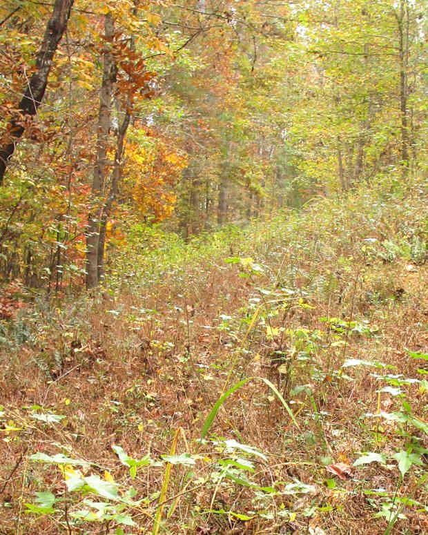 Newfoundland English: The Colorful Dialects Known as "Newfinese" - HubPages