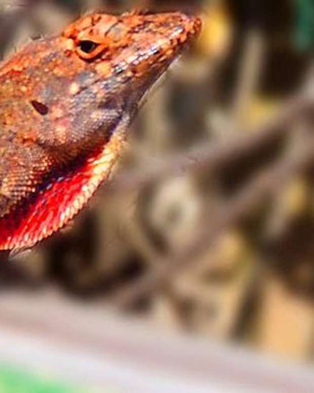 The Best Ways to Catch a Mouse - Dengarden - Home and Garden