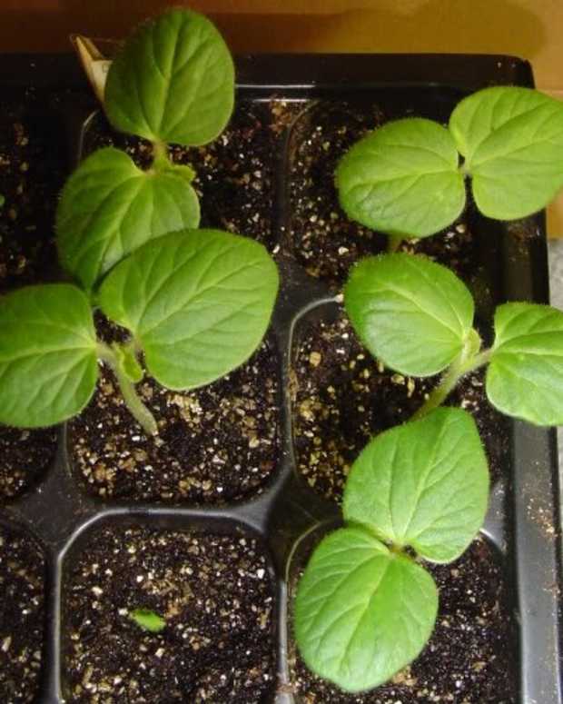 How to Get Rid of Black Mold the Easy and Cheap Way - Dengarden - Home ...