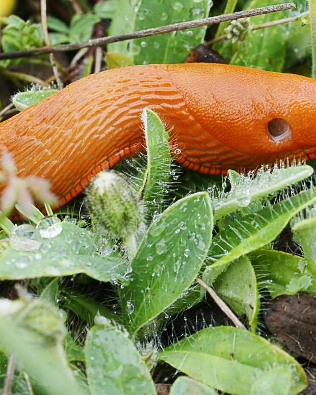 Hagfish: Strange Animals That Make an Intriguing Slime - Owlcation ...