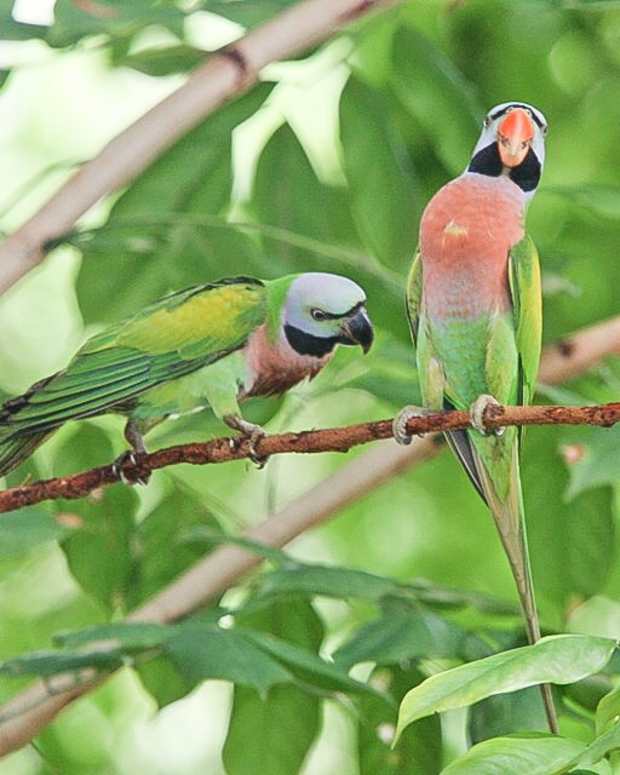 Top 10 Best Talking Parrots - PetHelpful - By fellow animal lovers and ...