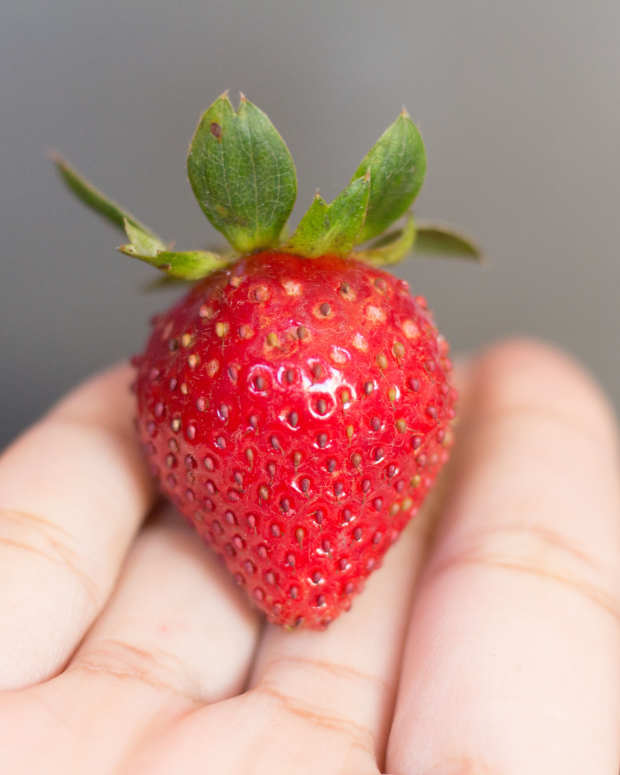 What Is a Medlar Fruit (Musmula) and Where Can You Find Them ...