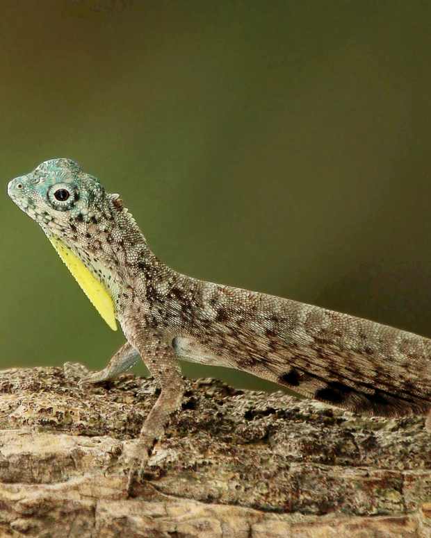The Strange Dragon Blood Tree of Socotra Island - Owlcation