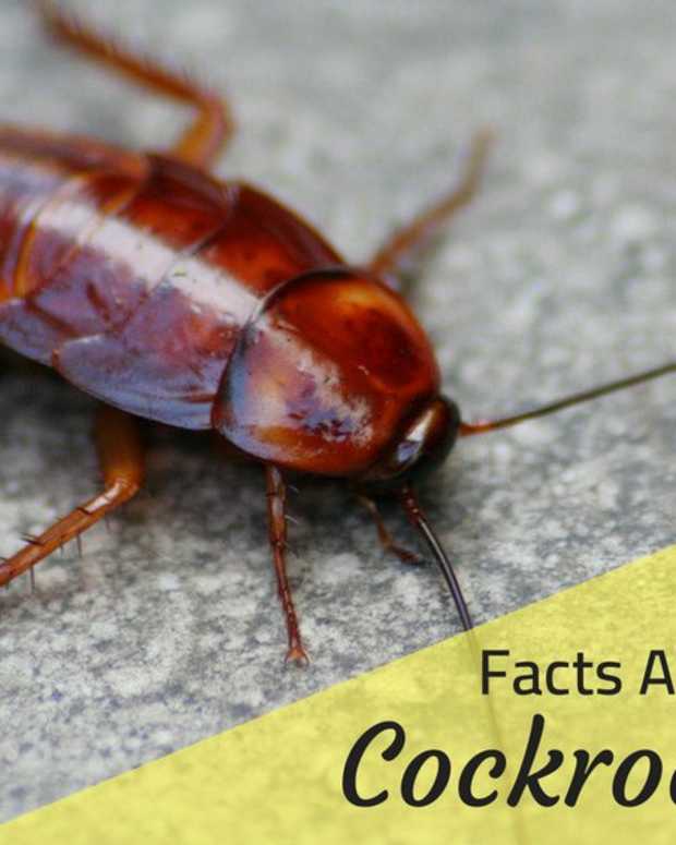 Ensign Wasps Don't Sting People but Will Kill Cockroaches - Owlcation ...