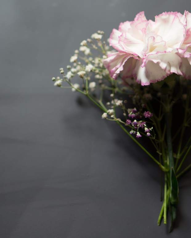 How to Grow Cactus Babies - Dengarden - Home and Garden