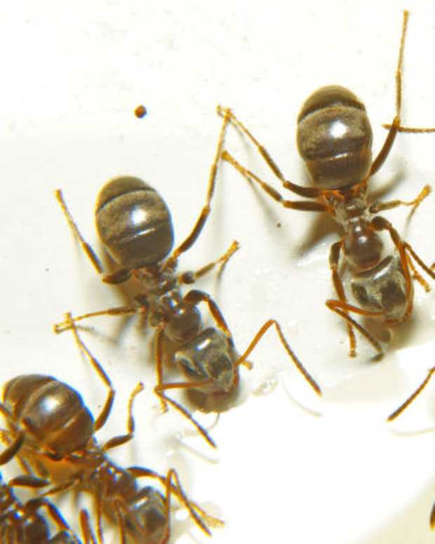Recipe for a Homemade Ant Bait Using Peanut Butter and Borax ...