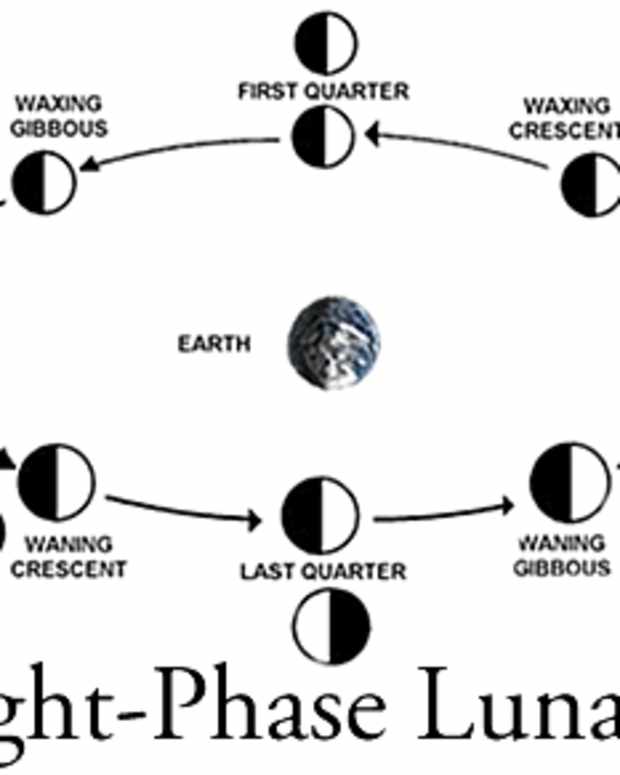Evolution Lesson Plan/Activity for Middle School - Owlcation - Education