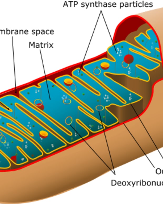 The Differences Between DNA and RNA Explained With Diagrams - Owlcation ...