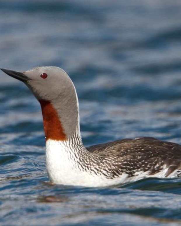 The Complete Guide to British Birds: Dabbling Ducks - Owlcation - Education