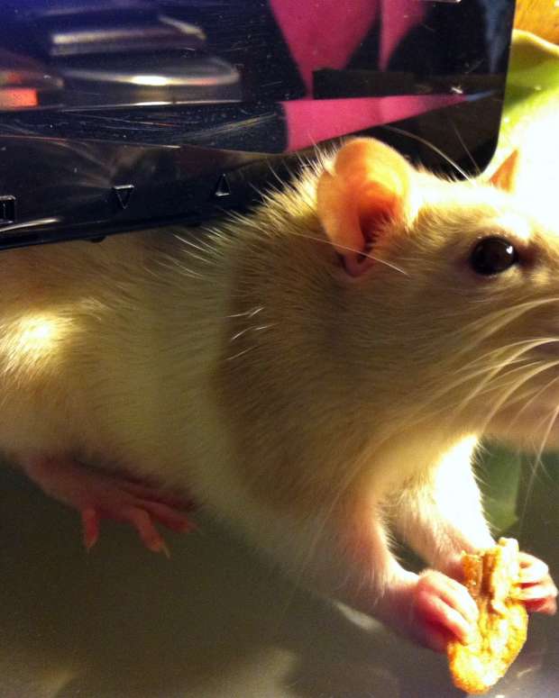 A List of Safe and Dangerous Foods for Your Pet Rat - PetHelpful - By ...