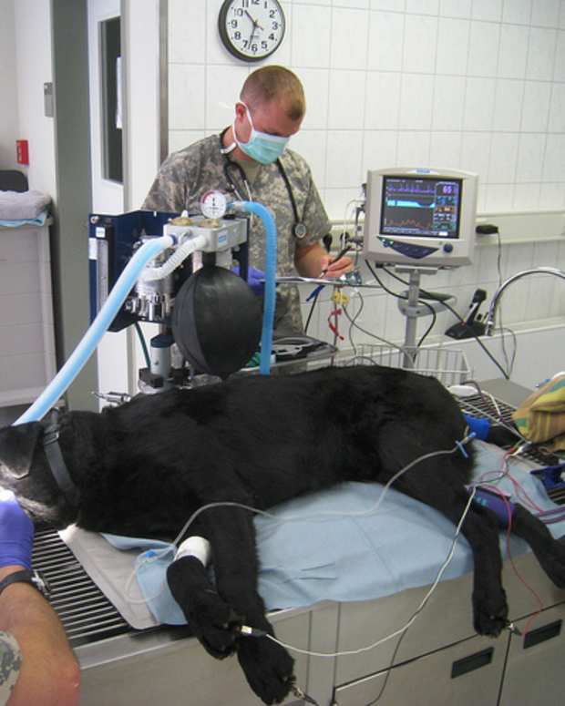 9 Great Dog Breeds With Low Prey Drive (Plus Which Breeds to Avoid ...