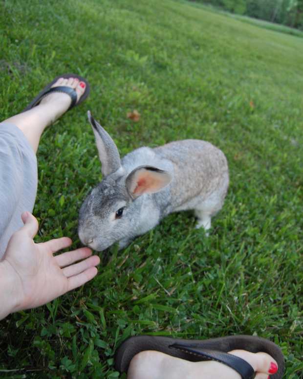 How to Keep a Free-Range Outdoor Rabbit - PetHelpful - By fellow animal ...