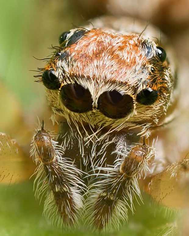 How Many Eyes Does a Spider Have? What Do Spider Eyes Look Like ...