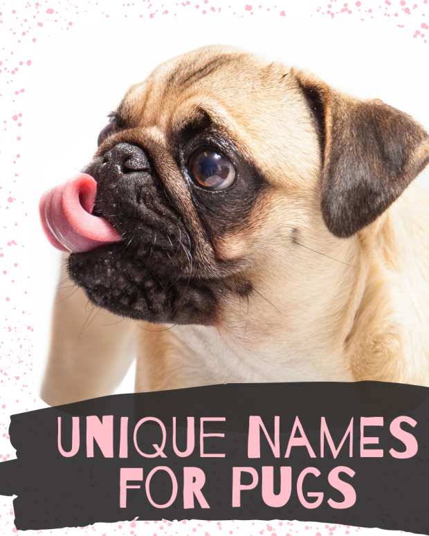 300+ Unique Female Dog Names by Category - PetHelpful - By fellow ...