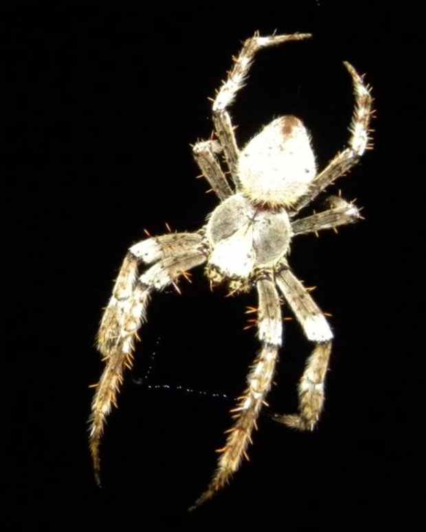 U.S. Poisonous Spiders: Black Widow, Brown Recluse, & Hobo - Dengarden ...