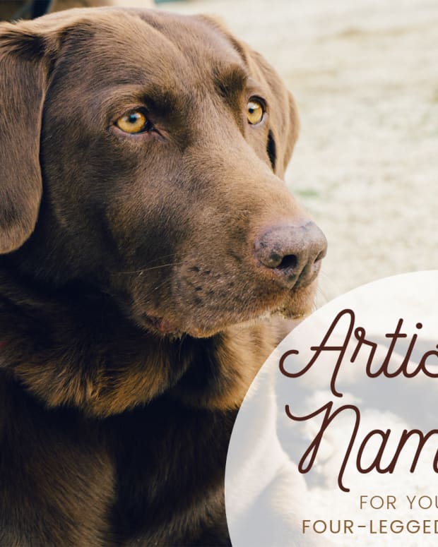 Great Gaelic Dog Names For An Irish Wolfhound PetHelpful By Fellow Animal Lovers And Experts great-gaelic-dog-names-for-an-irish-wolfhound-pethelpful-by-fellow-animal-lovers-and-experts