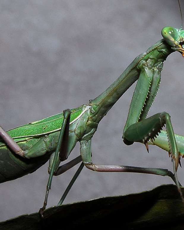 Beneficial Insects and Spiders That Help Your Garden - Dengarden - Home ...