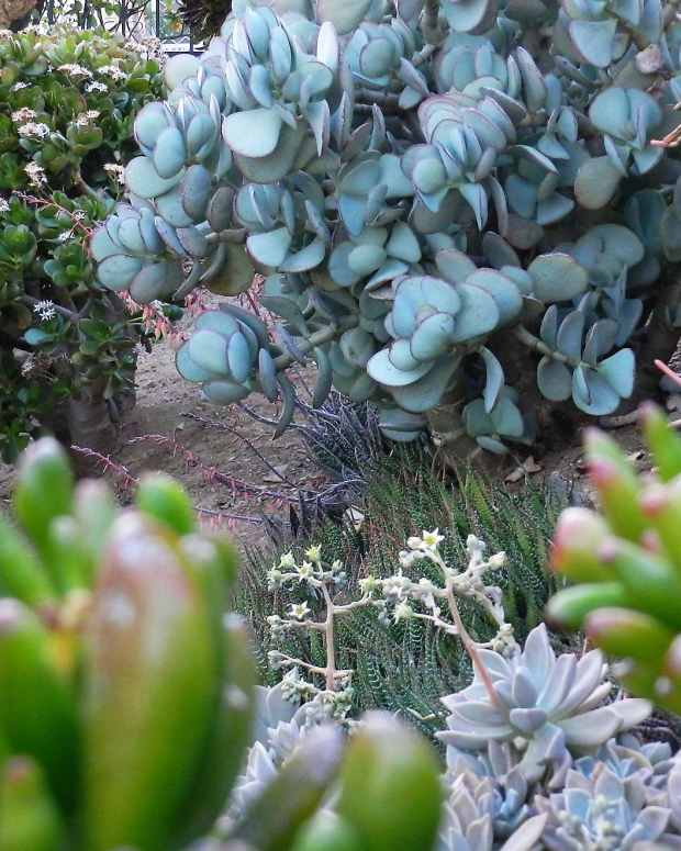 Jade Plants: Types, Care, and Propagation - Dengarden - Home and Garden