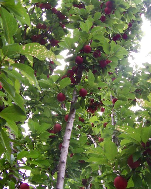 What Are the Health Benefits of Eating Loquat Fruits? - Dengarden ...