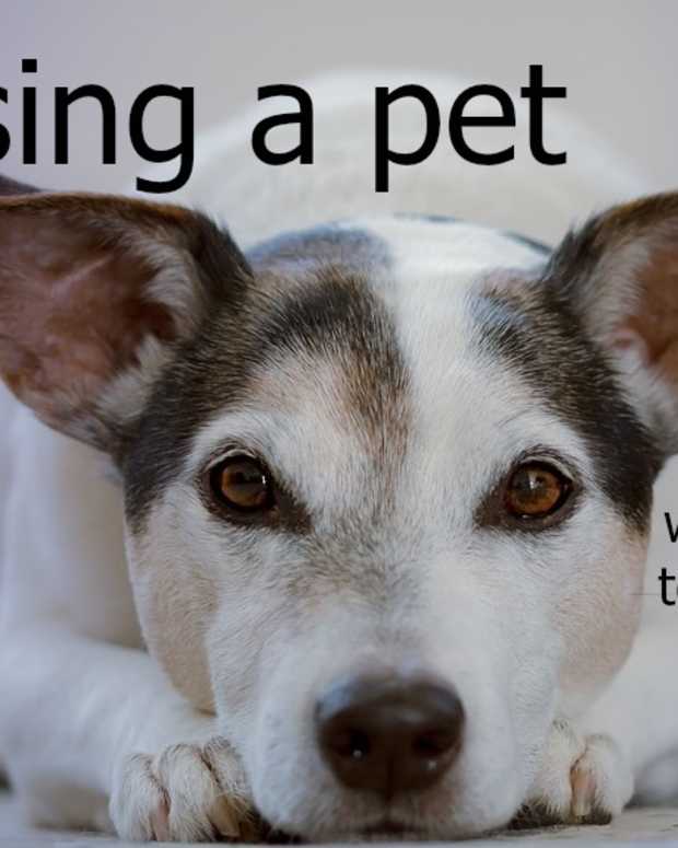 When Your Cat Dies: Gentle Tips to Heal Your Grieving Heart ...