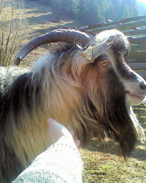 Miniature Farm Animals - PetHelpful - By fellow animal lovers and experts