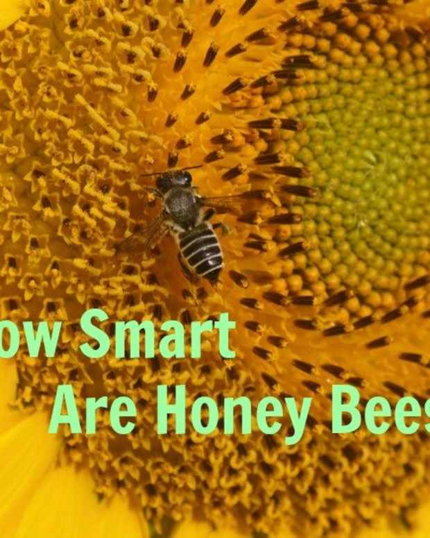 Celtic Lore of the Honey Bee - Owlcation - Education