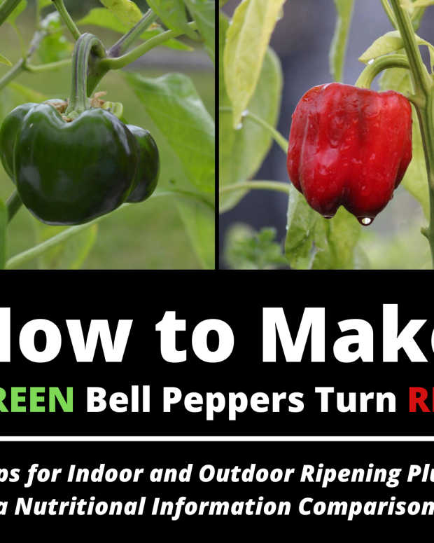Growing the African Red Devil Pepper Plant - Dengarden - Home and Garden