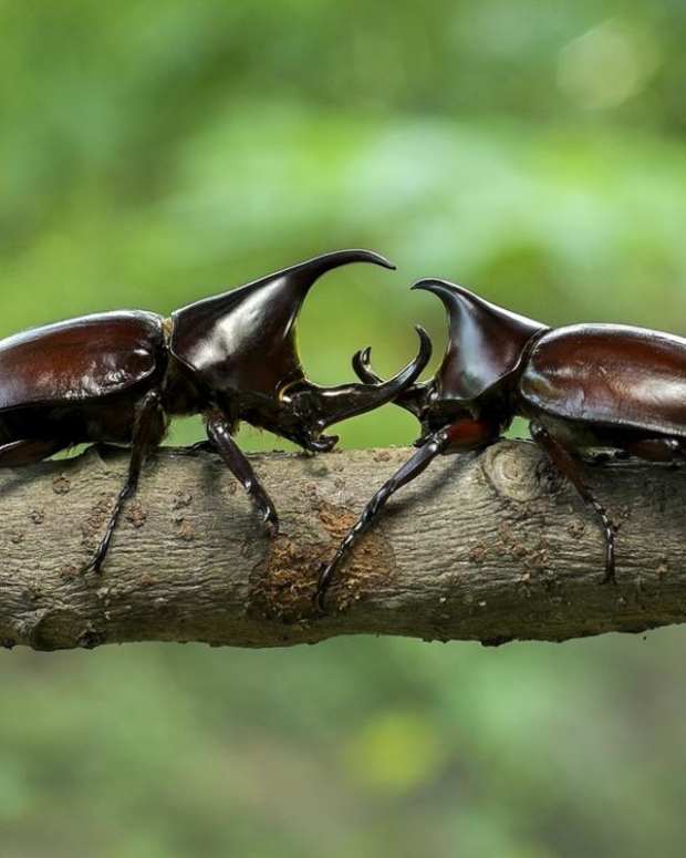40 Interesting Facts About Hercules Beetles (Genus Dynastes ...