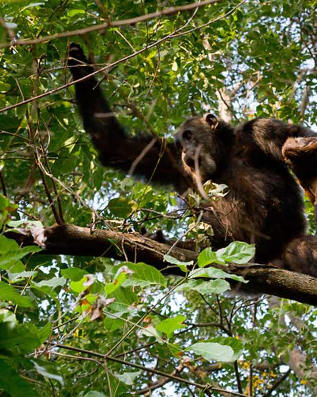 How Do Lions Hunt and Kill Their Prey? - Owlcation - Education