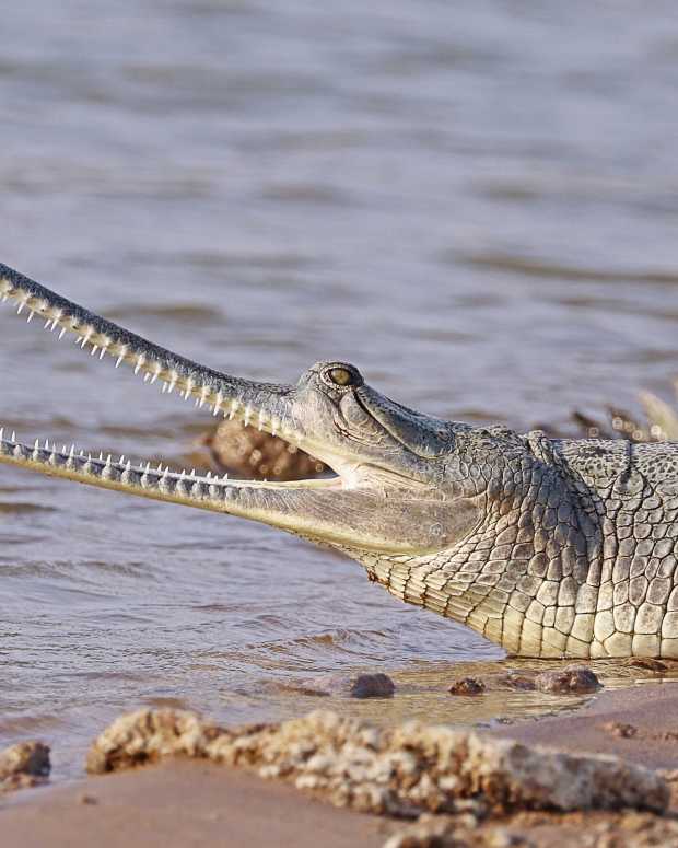 Did You Know That "Spicy" is Not a Taste? - Owlcation - Education