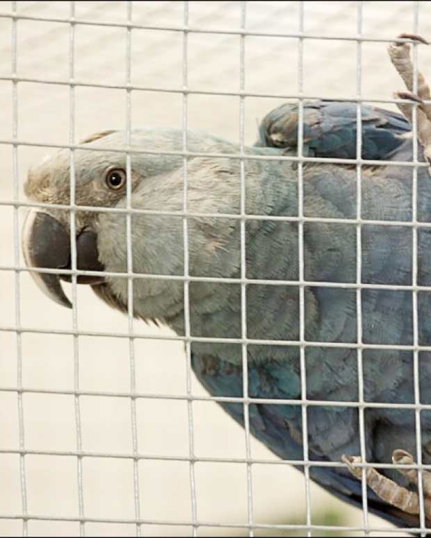 An Animatronic Dinosaur Exhibit and Facts About the Real Reptiles ...